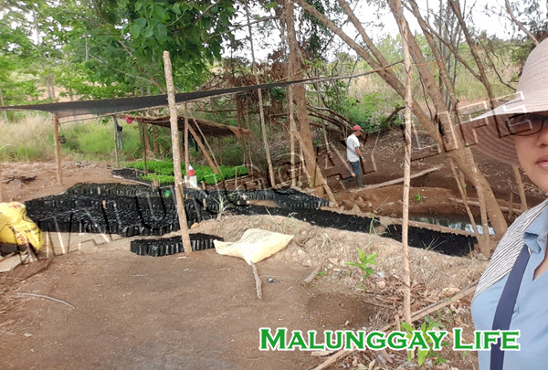 Moringa Farm / MalunggayLife Agri Farm Philippines: Introducing ...