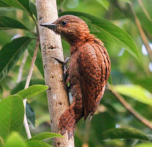 Rufous woodpecker photos | Birds of India | Bird World