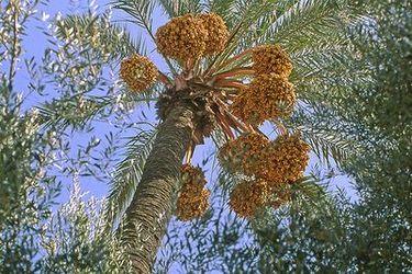 Le Palmier dattier | Flore de l’île de la Réunion