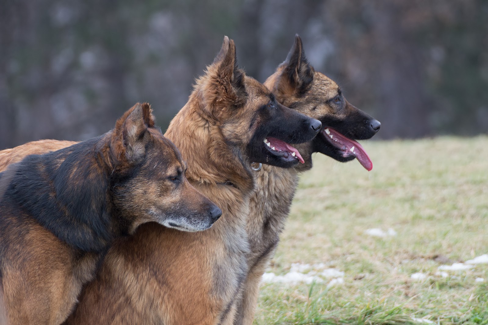 Belgijski ovčar - Malinoa: Jedan dan u prirodi