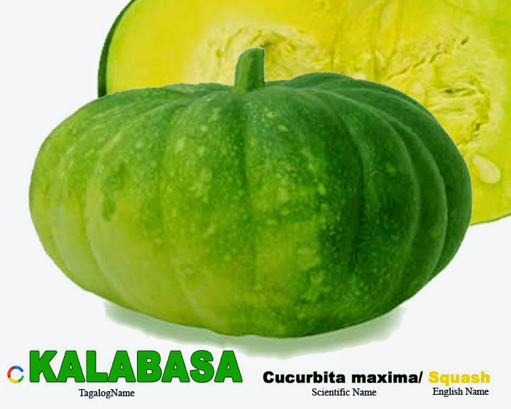 Kalabasa Plant