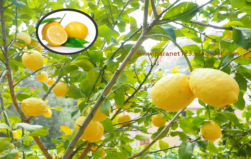 Inilah 6 Tahapan Penting Dalam Budidaya Tanaman Lemon