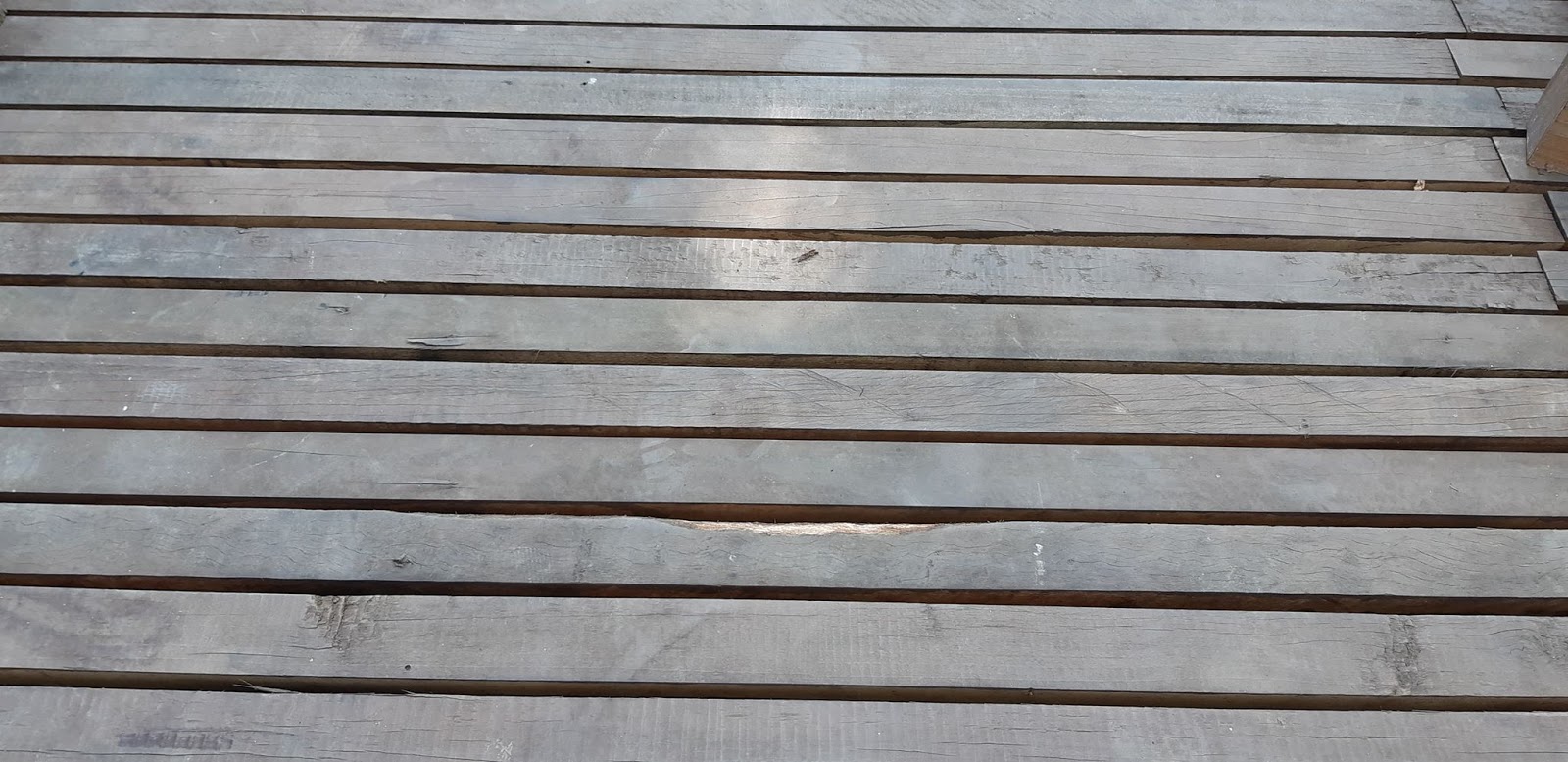 OUR PHILIPPINE TREES