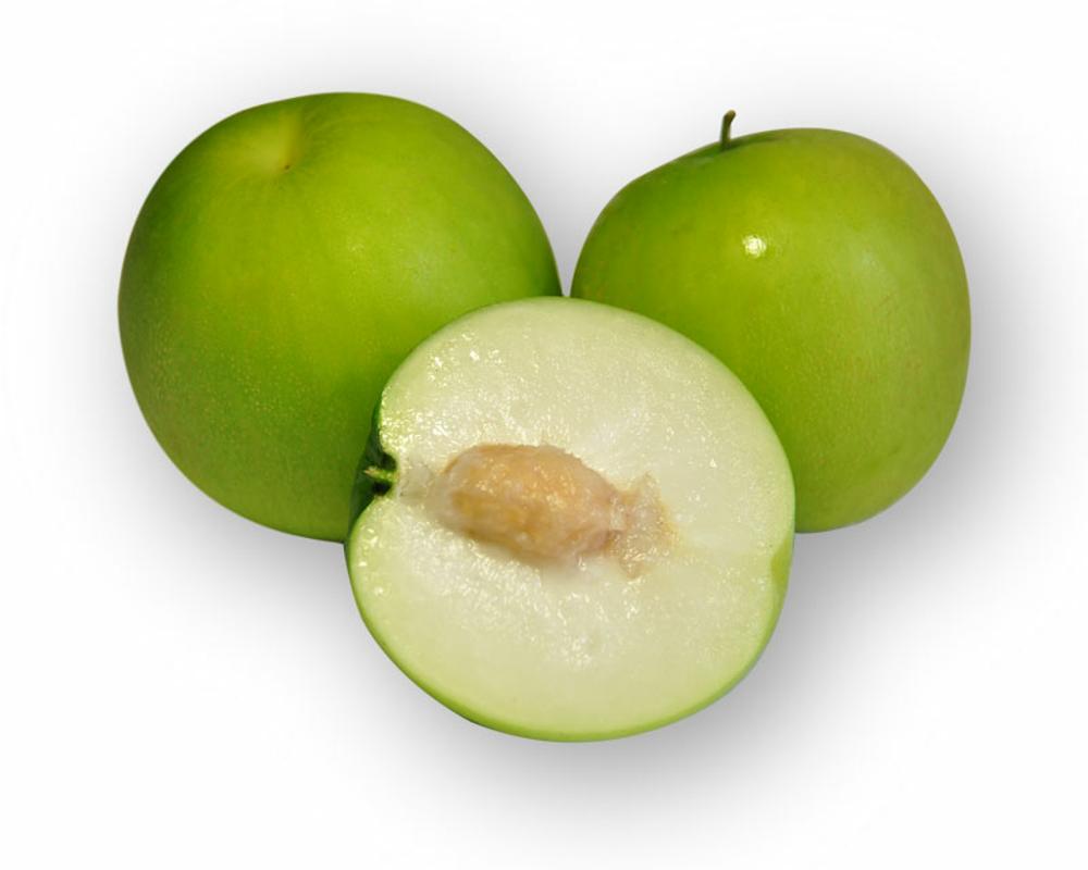 Cara Budidaya Apel India | Pusat Informasi Agrobis