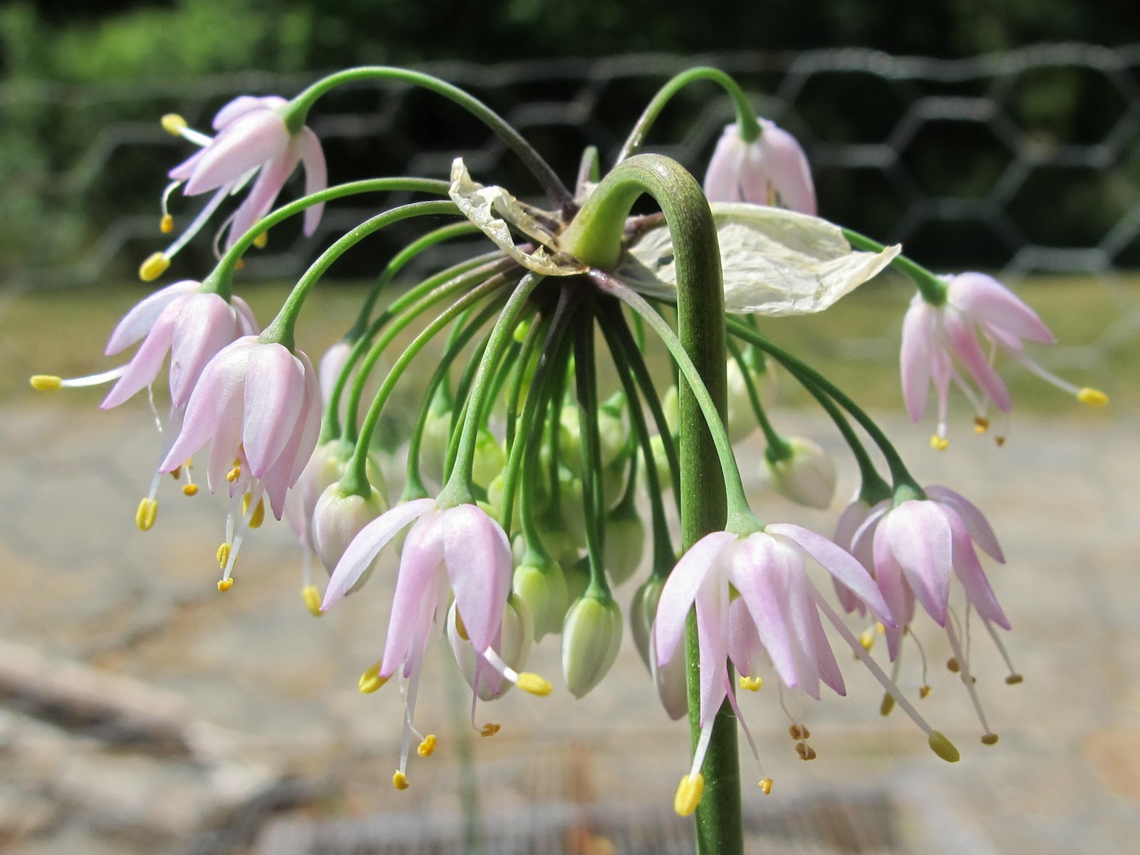 Blue Jay Barrens: Nodding Wild Onion Project
