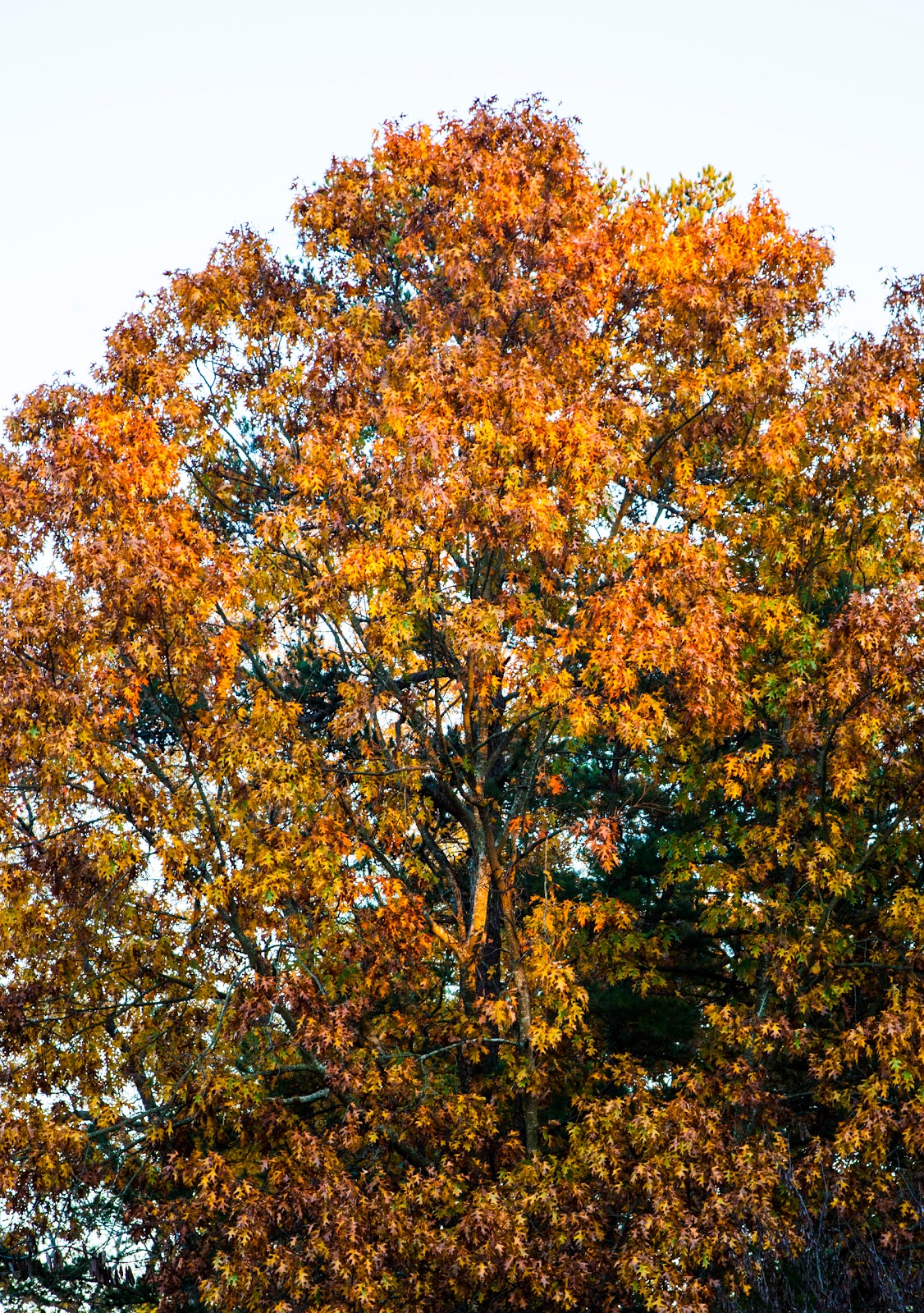 Walking Arizona: Sunset on the Fall Leaves