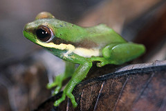 Species New to Science: [Herpetology • 2007] Chiromantis samkosensis ...