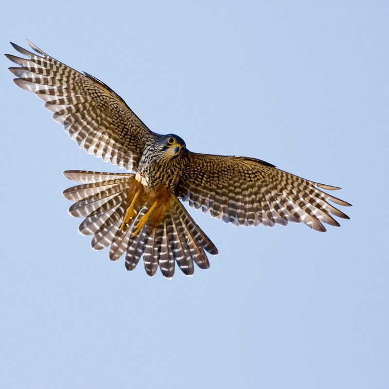 New Zealand Falcons: The New Zealand Falcon Or Karearea