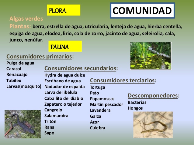 La cucala educativa: La vida en una charca