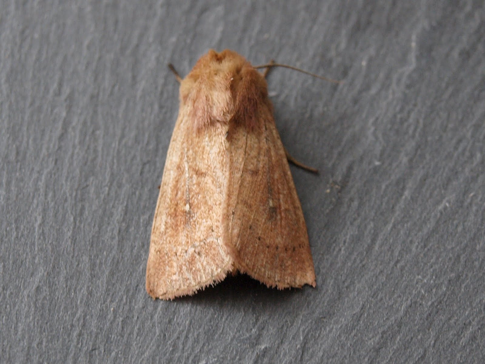 Ragged Robin's Nature Notes: More New Moth Species for the Year