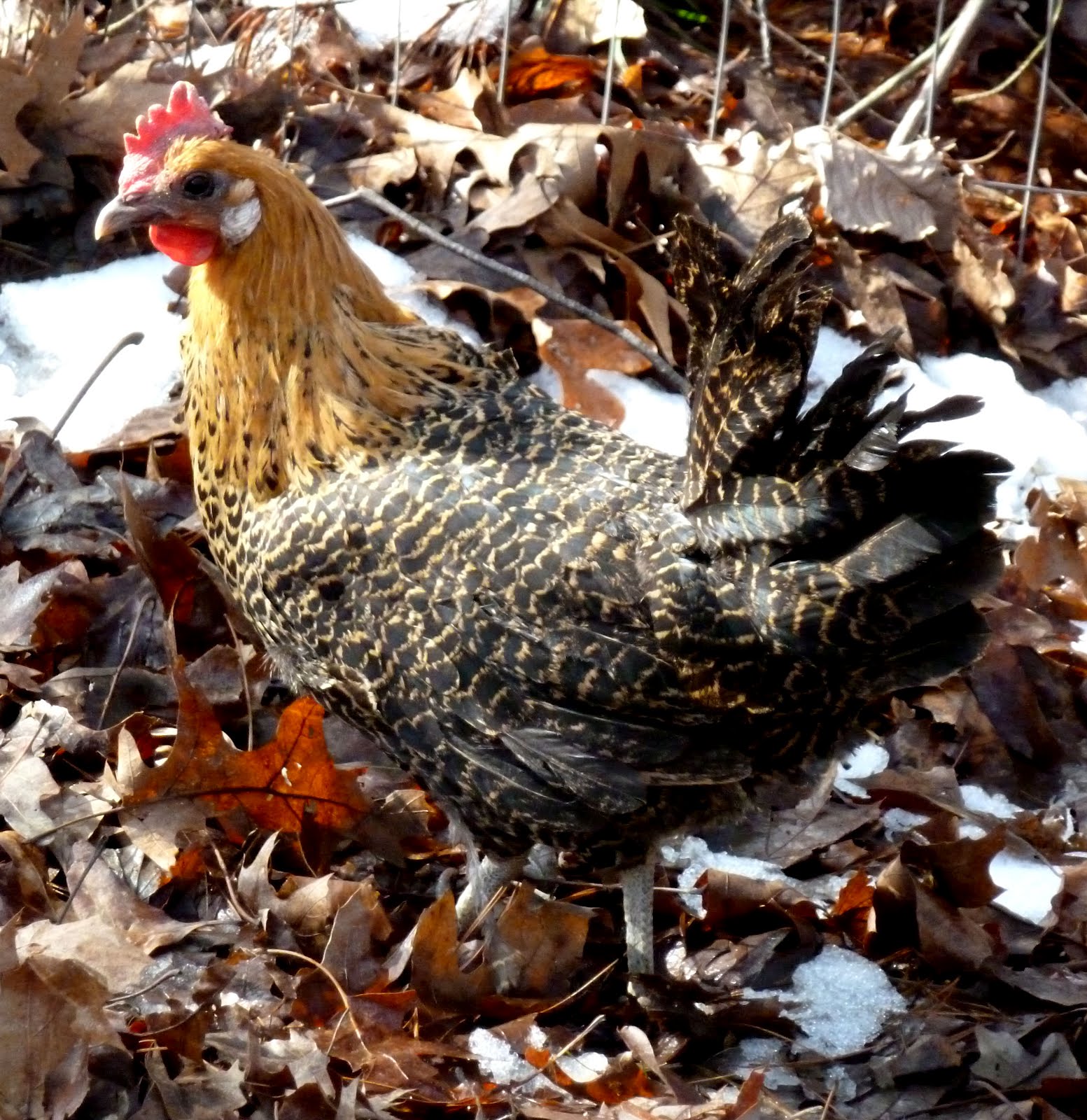 The Enchanted Tree: Broody hens and RIP White Leghorn & Golden Campine.