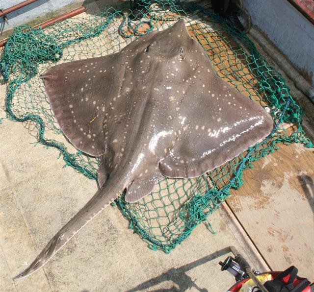 Artes de Pesca: VAMOS A PESCAR DIPTURUS