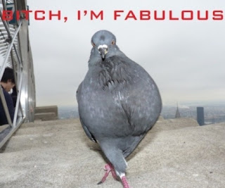 All Wallpapers: Funny Pigeons Wallpapers 2013