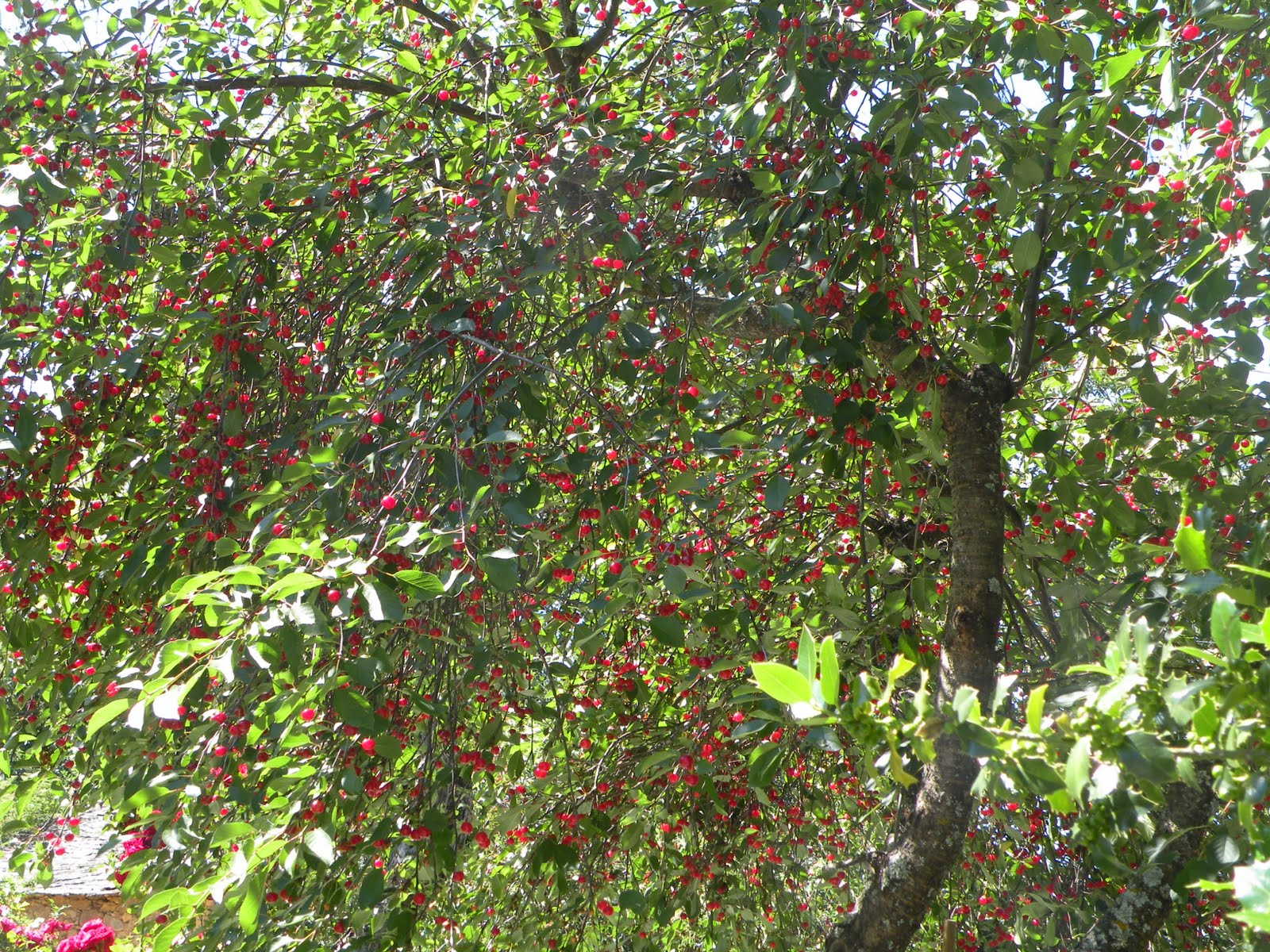 Mis pinitos de cocina: Mermelada de guindas