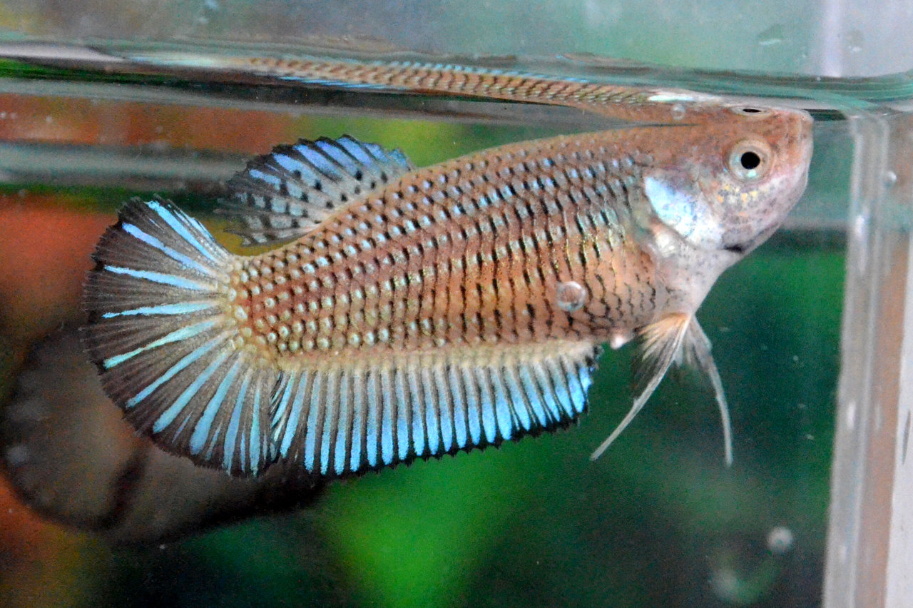 FPK18 - Green Dragel Female Plakat ! ~ Betta 138