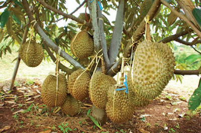 Menanam Pohon Durian Pendek - Dave Flora