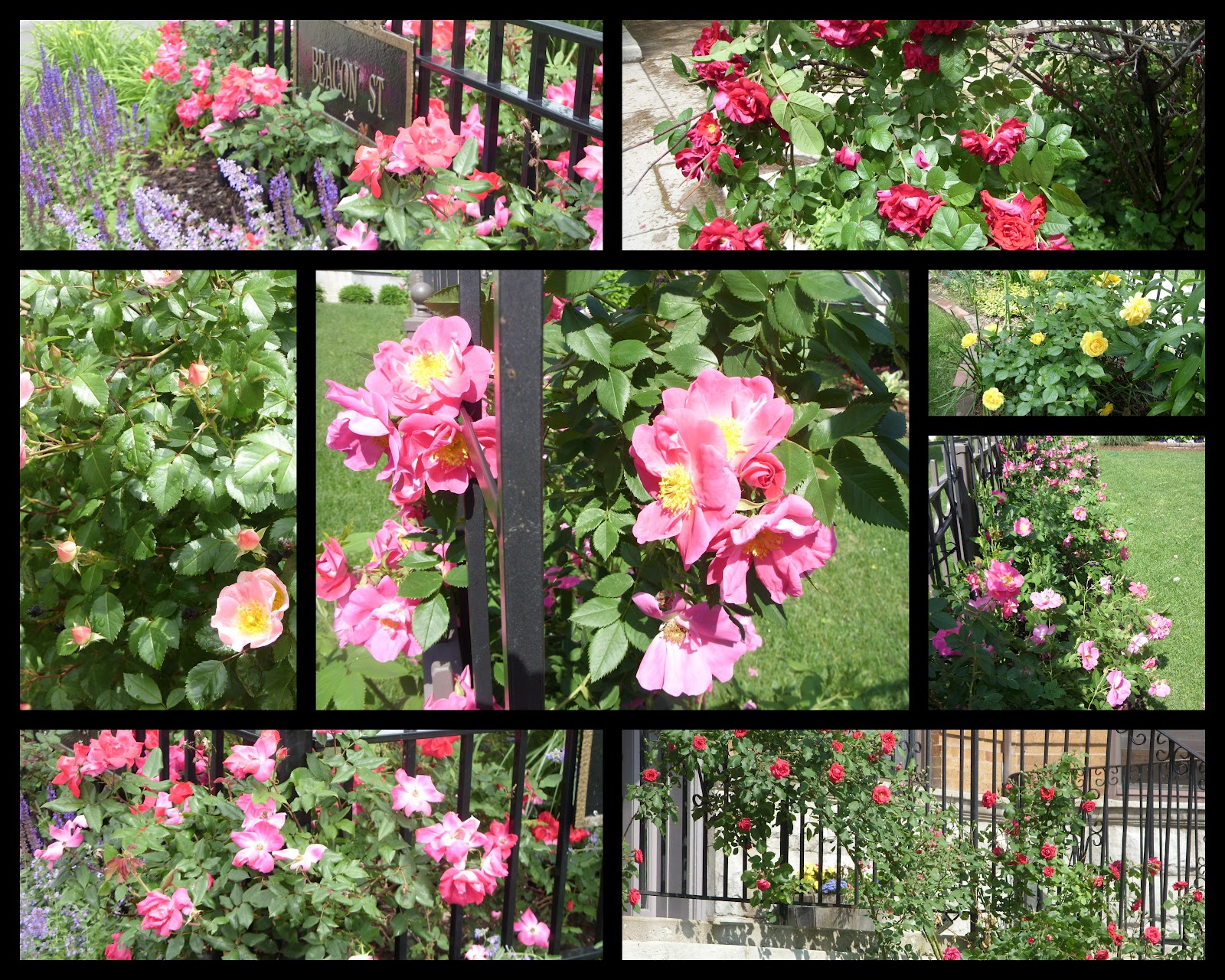 Sweet Home and Garden Carolina: GARDEN BLOGGERS' BLOOM DAY