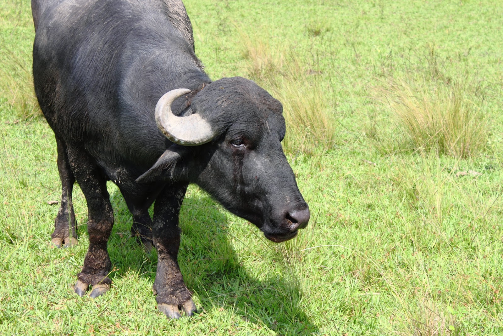 Dairy Farming: Murrah Buffalo Pictures