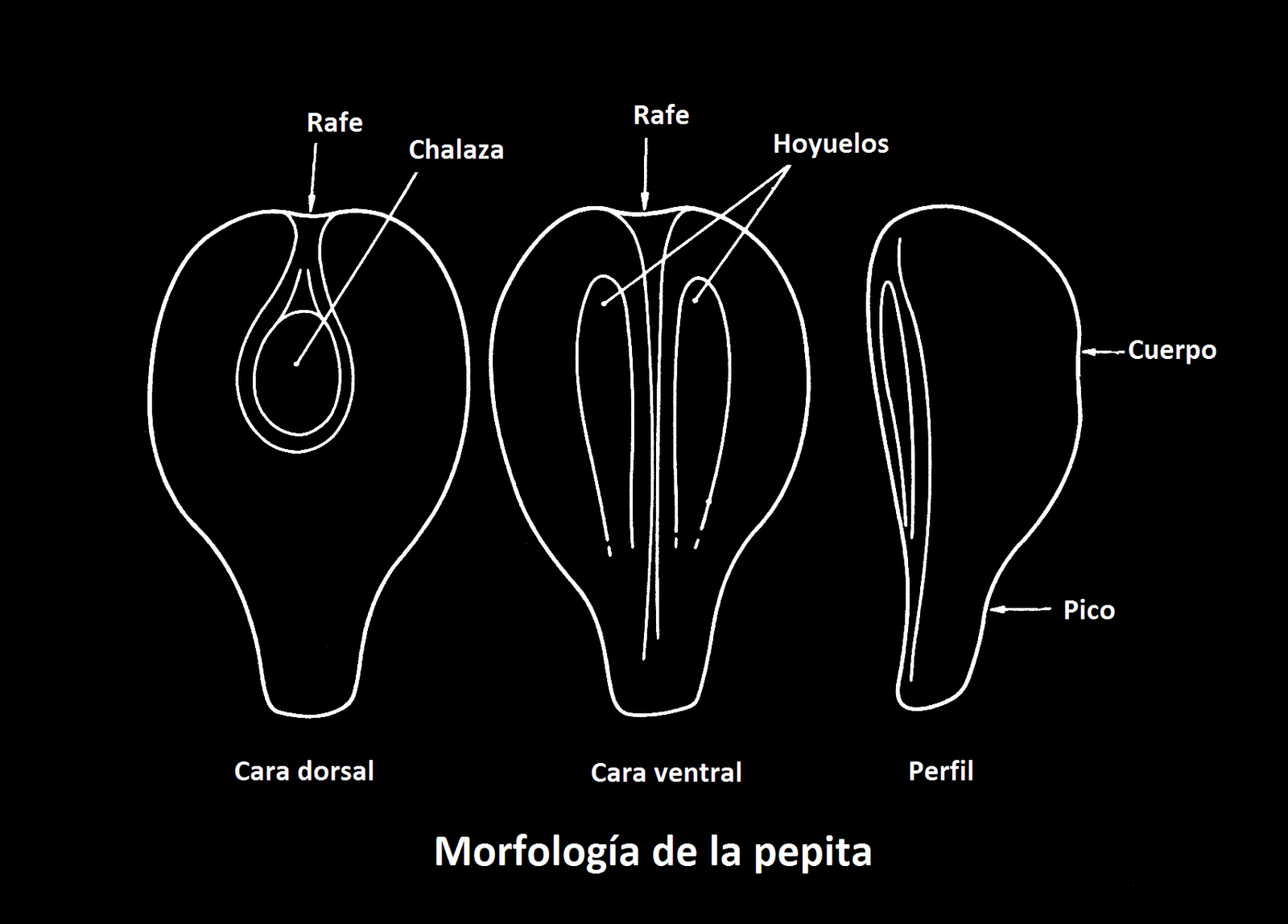 el blog de la ADEGA: ALaNPEDIA : VITICULTURA
