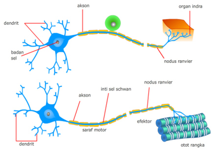Sistem Saraf pada Manusia | Barak Sain