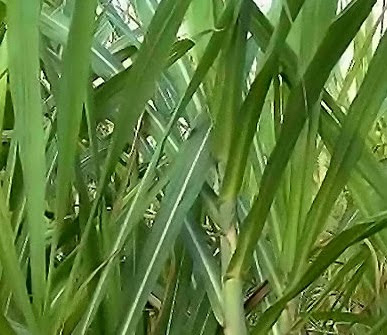 Kandungan Gizi Pucuk Daun Tebu, Hijauan Pakan Ternak Alternatif | Gemar ...