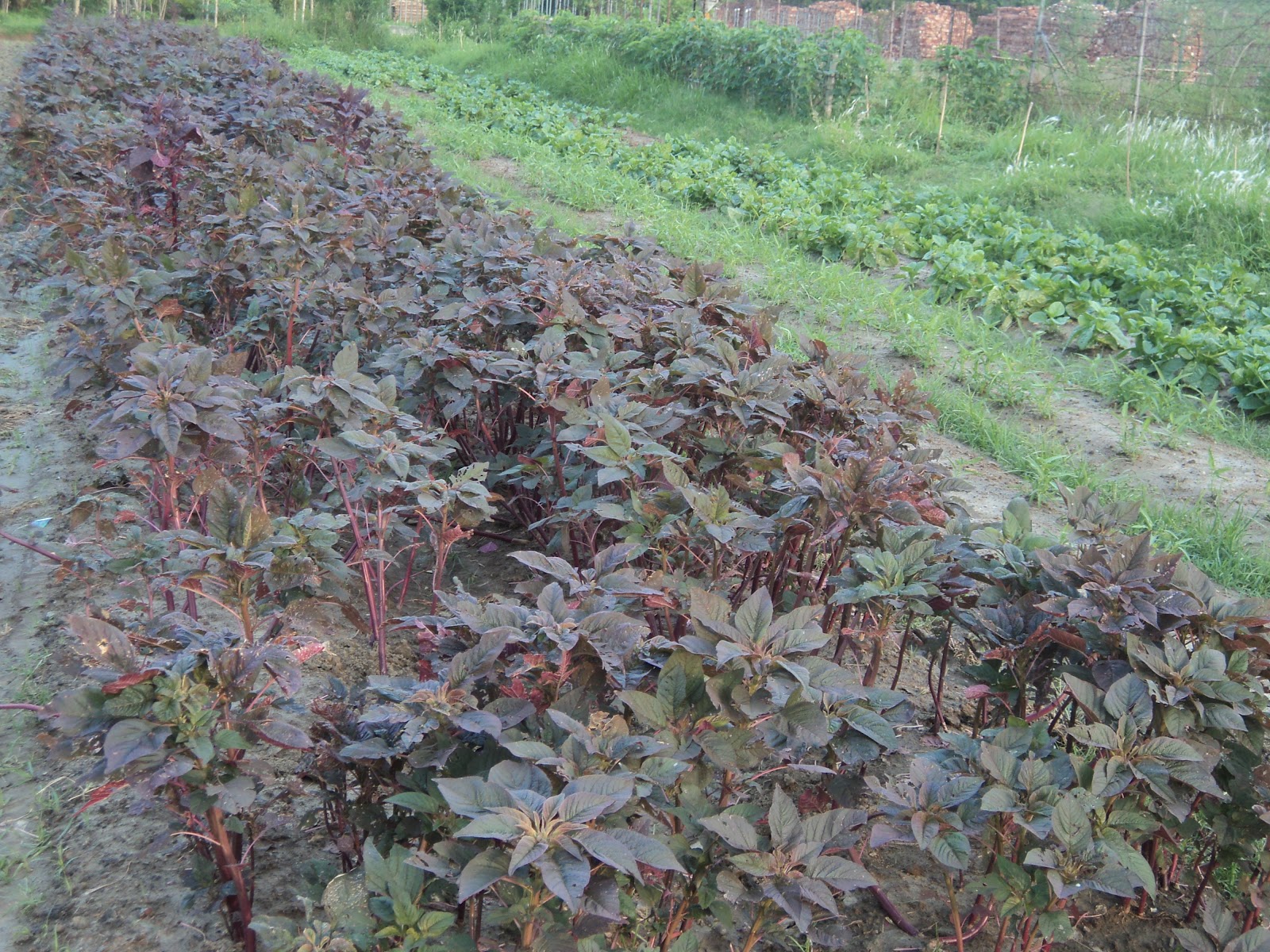 MAIN FEATURES OF OLERICULTURE: CLASSIFICATION OF VEGETABLES