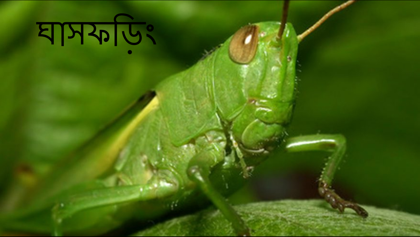 বীজ // নতুন উদ্ভিদের জন্য।।