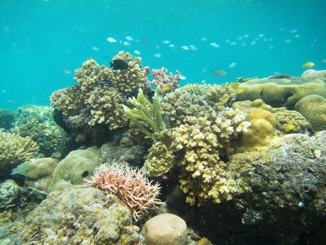 Diving in north Bali | Reef Seen Divers' Resort
