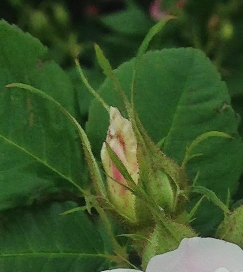 Garden Musings: Banshee or Banshees?