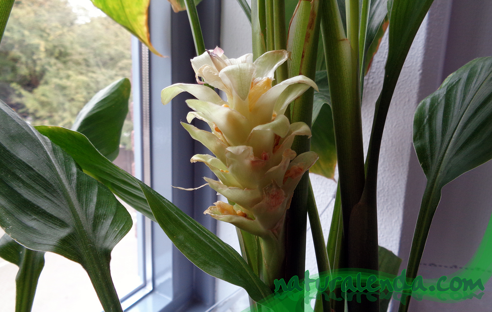 La naturaleza en casa: Flor de jengibre