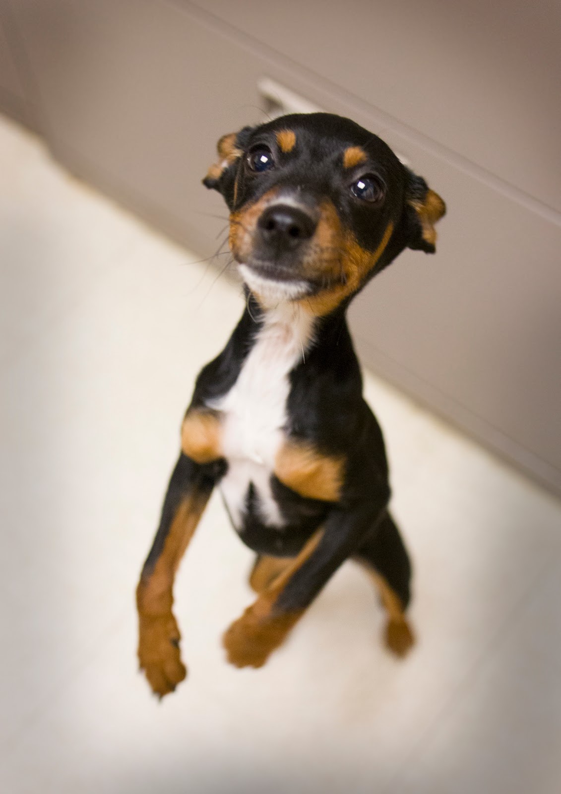 Shelter Dogs of Portland: "ROSE" fabulous MinPin Mix puppy- a little ...
