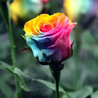 Rare Flower-Rainbow Roses Real ~ ThundersCloud