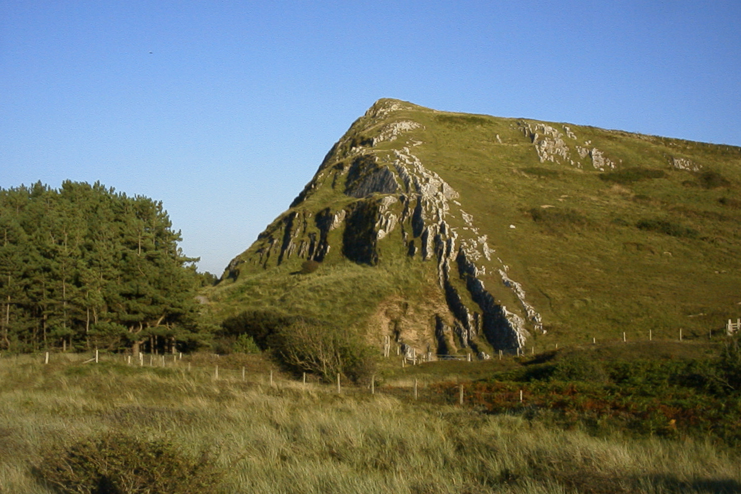 Gower Wildlife: BSBI meeting at Whiteford