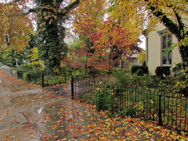 Roy's World: A Rainy Fall Morning
