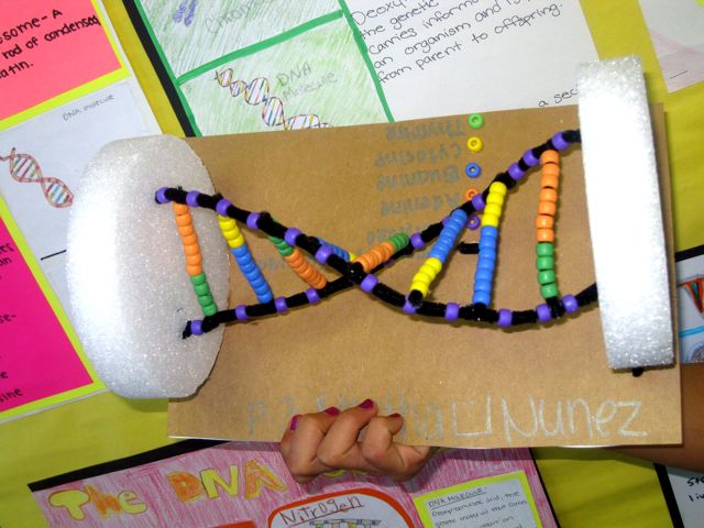 Pitotti's Panther Page: DNA Project
