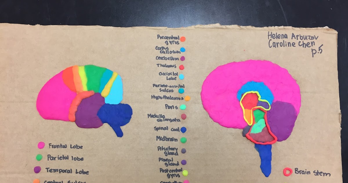 Anatomy and Physiology : Unit 6 Reflection