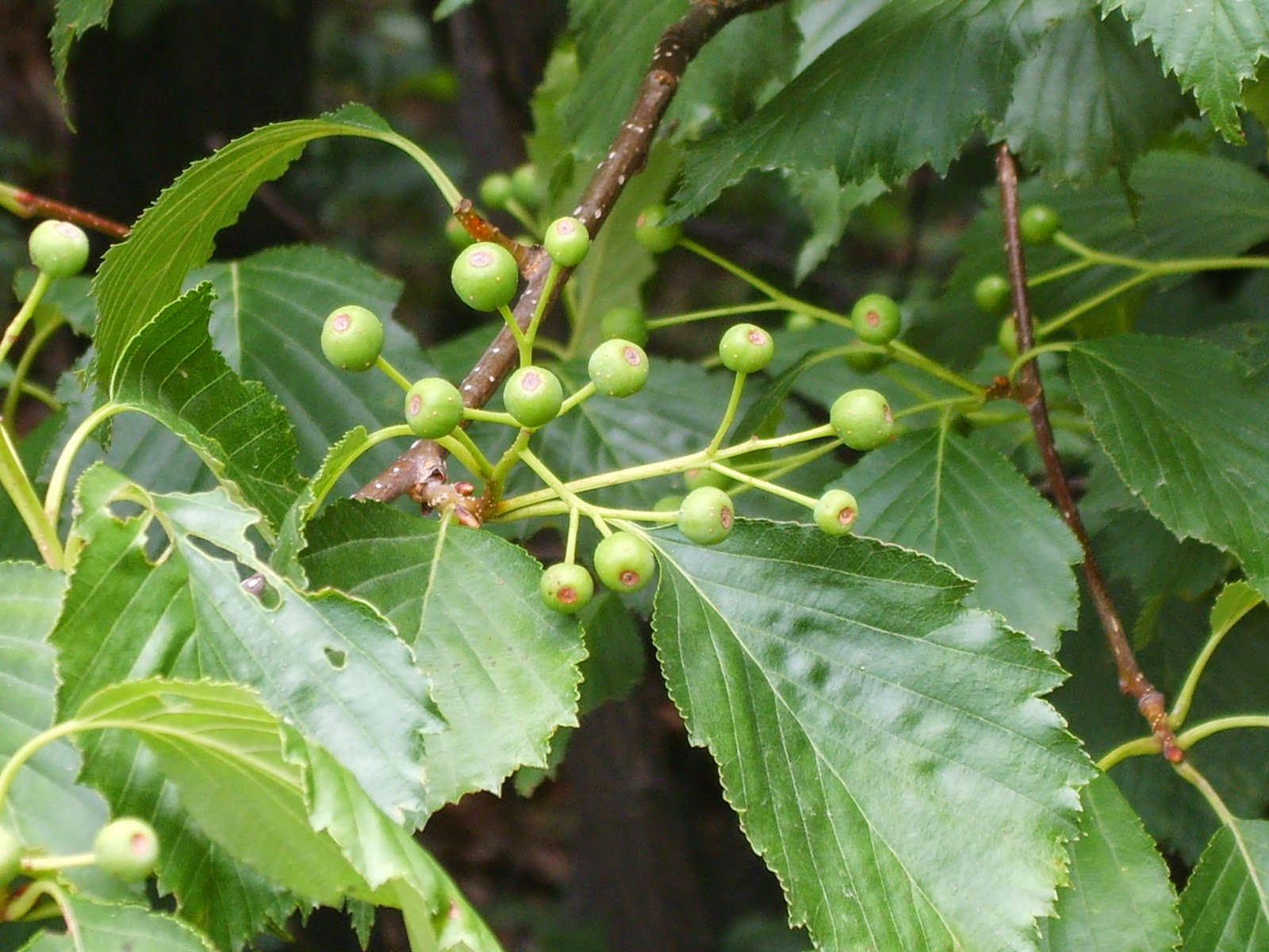 Trees Planet: Sorbus alnifolia - Korean Whitebeam