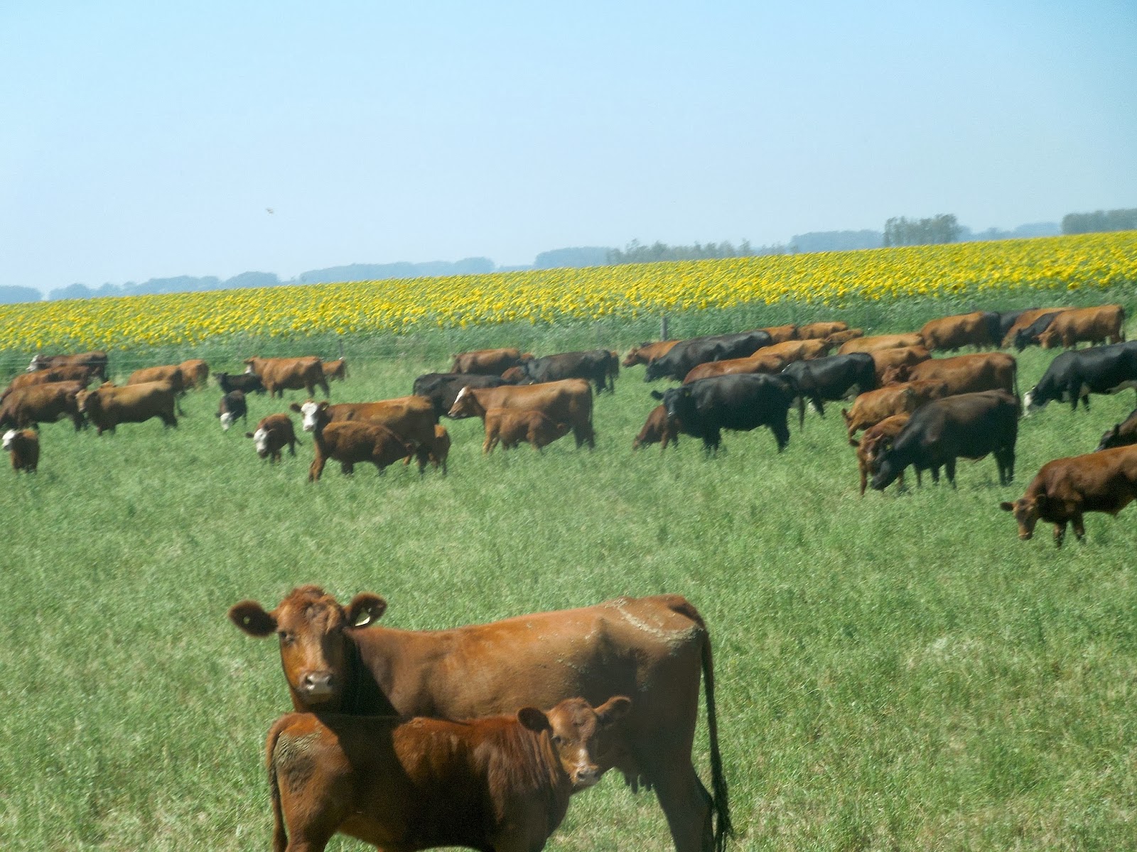 SDARL Blog: Diversified Farm Tour