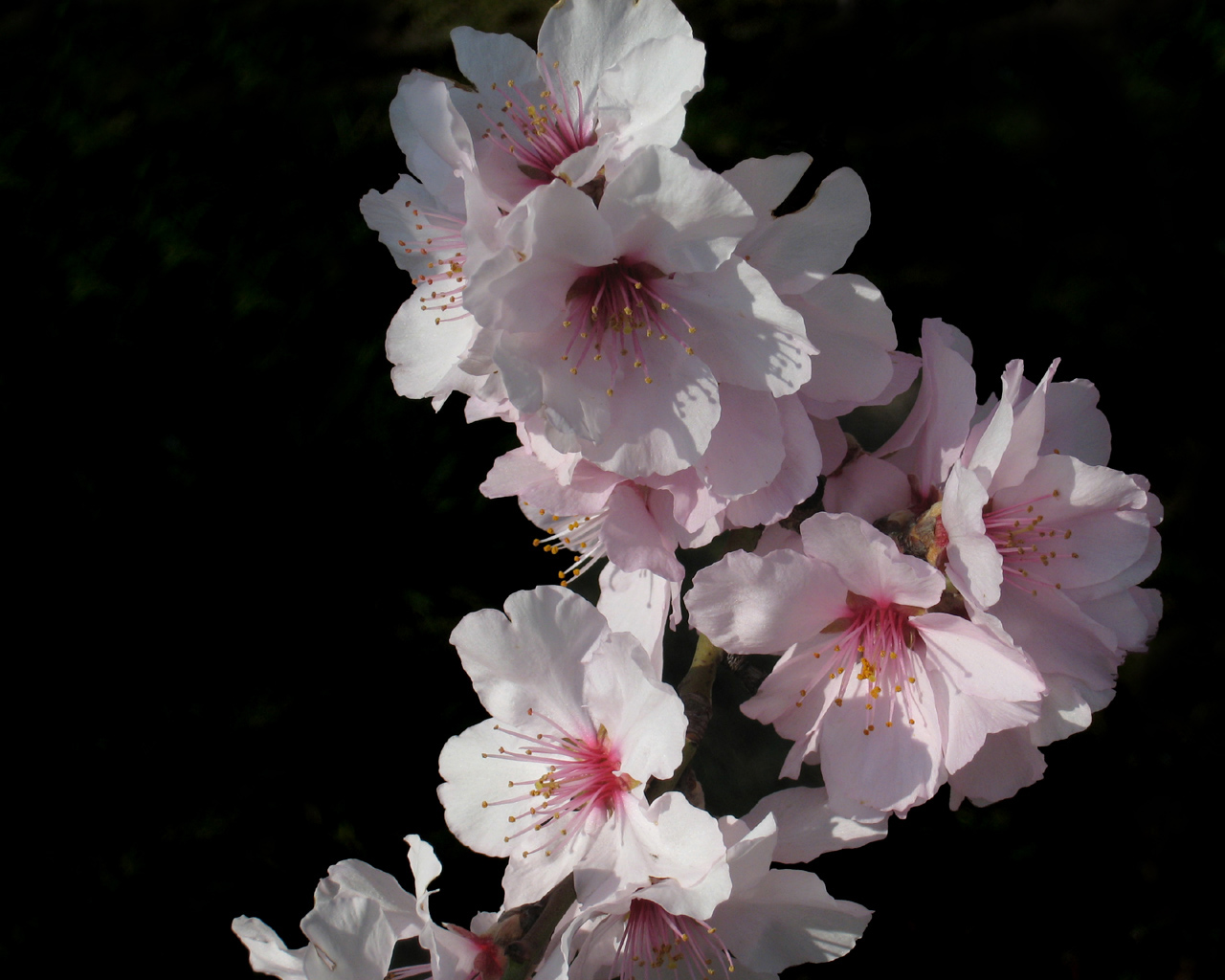 Flowers Land: Almond Blossom
