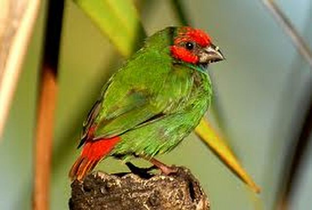 The Voyage of Yacht Zulu: Fijian Birds and Flowers Break the Green-Blue ...