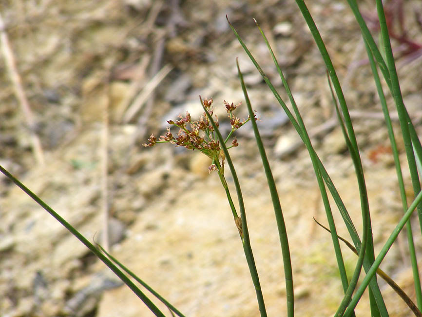 Loire Valley Nature: Rushes - Juncus spp