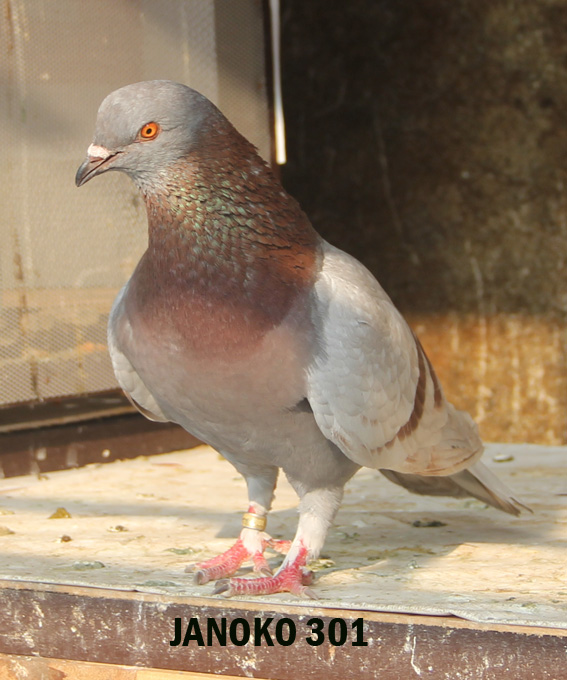 MENGUNGKAP TABIR SILSILAH JANOKO