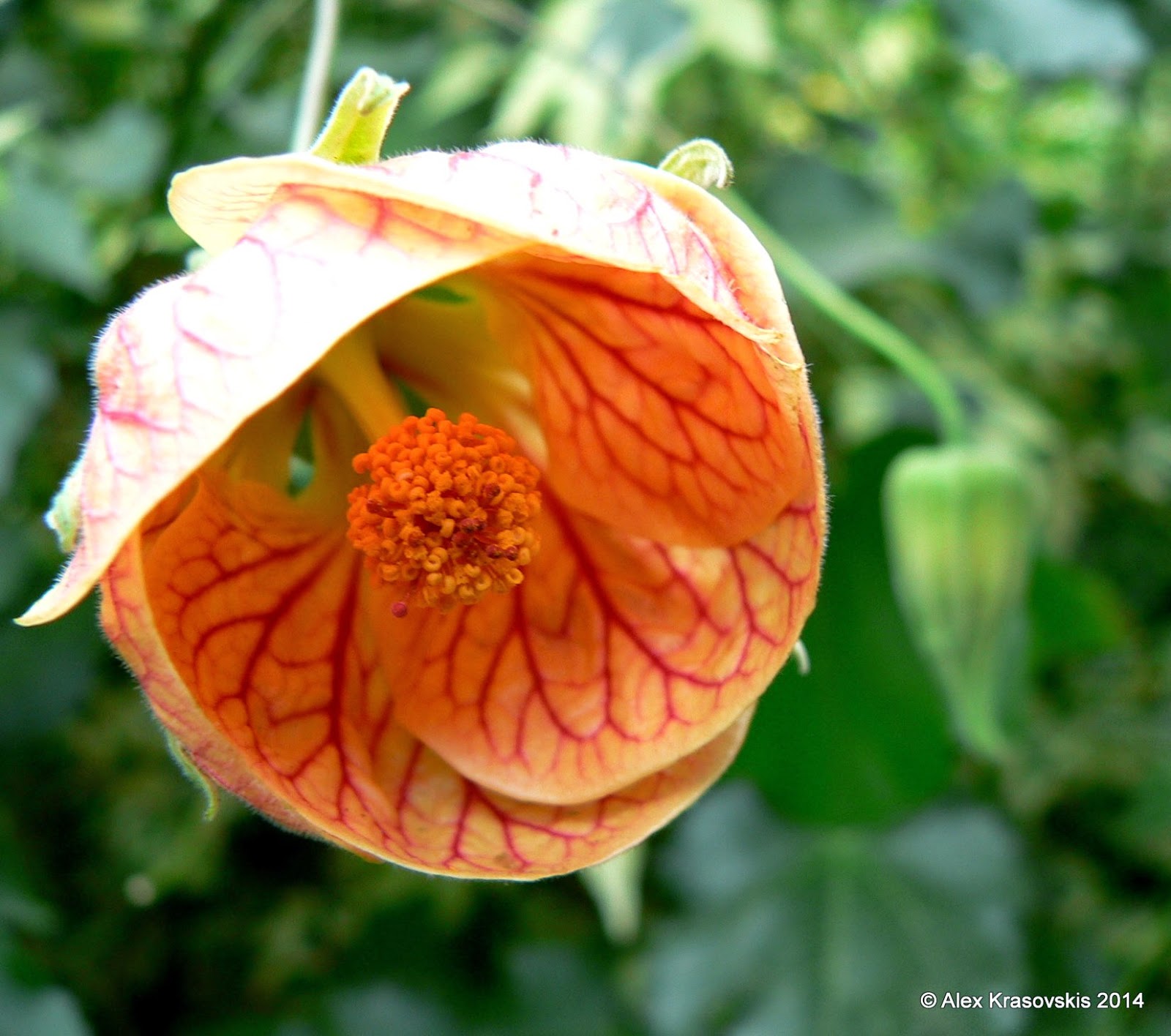 Aggregata Plants & Gardens: Visit to Stephen Ryan's amazing garden ...