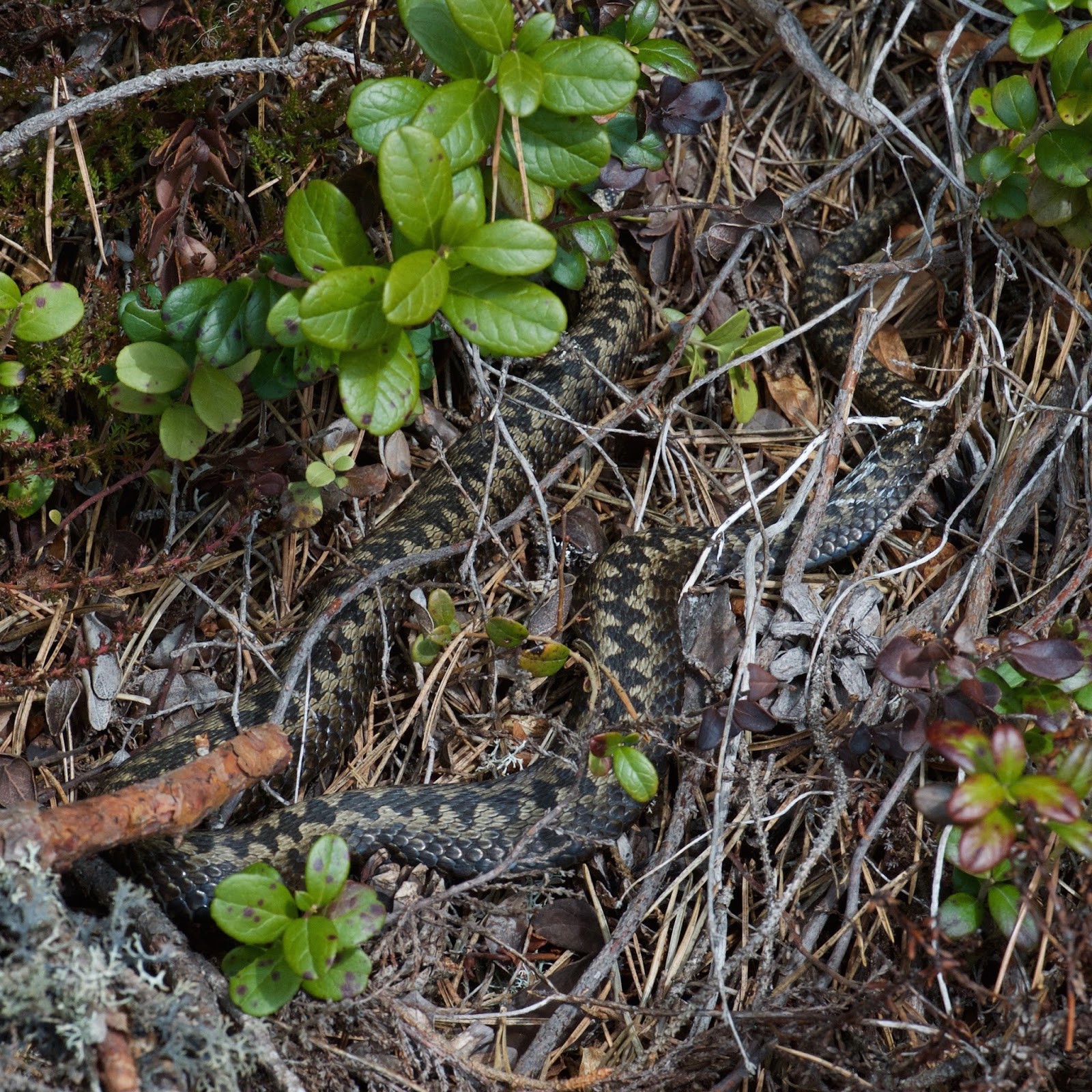 Naturfoto Einar Hugnes: Blant hoggorm og bever i Bymarka