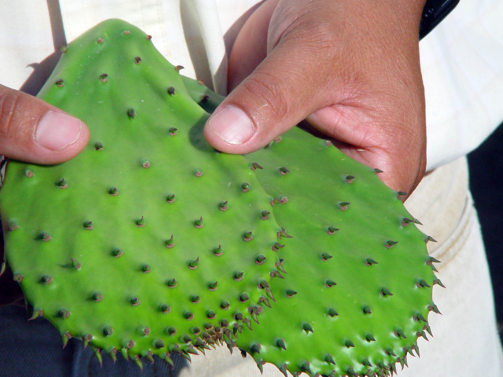 Urban Gym Magazine: El Asombroso Nopal: ¡Una cactus dotado con muchas ...