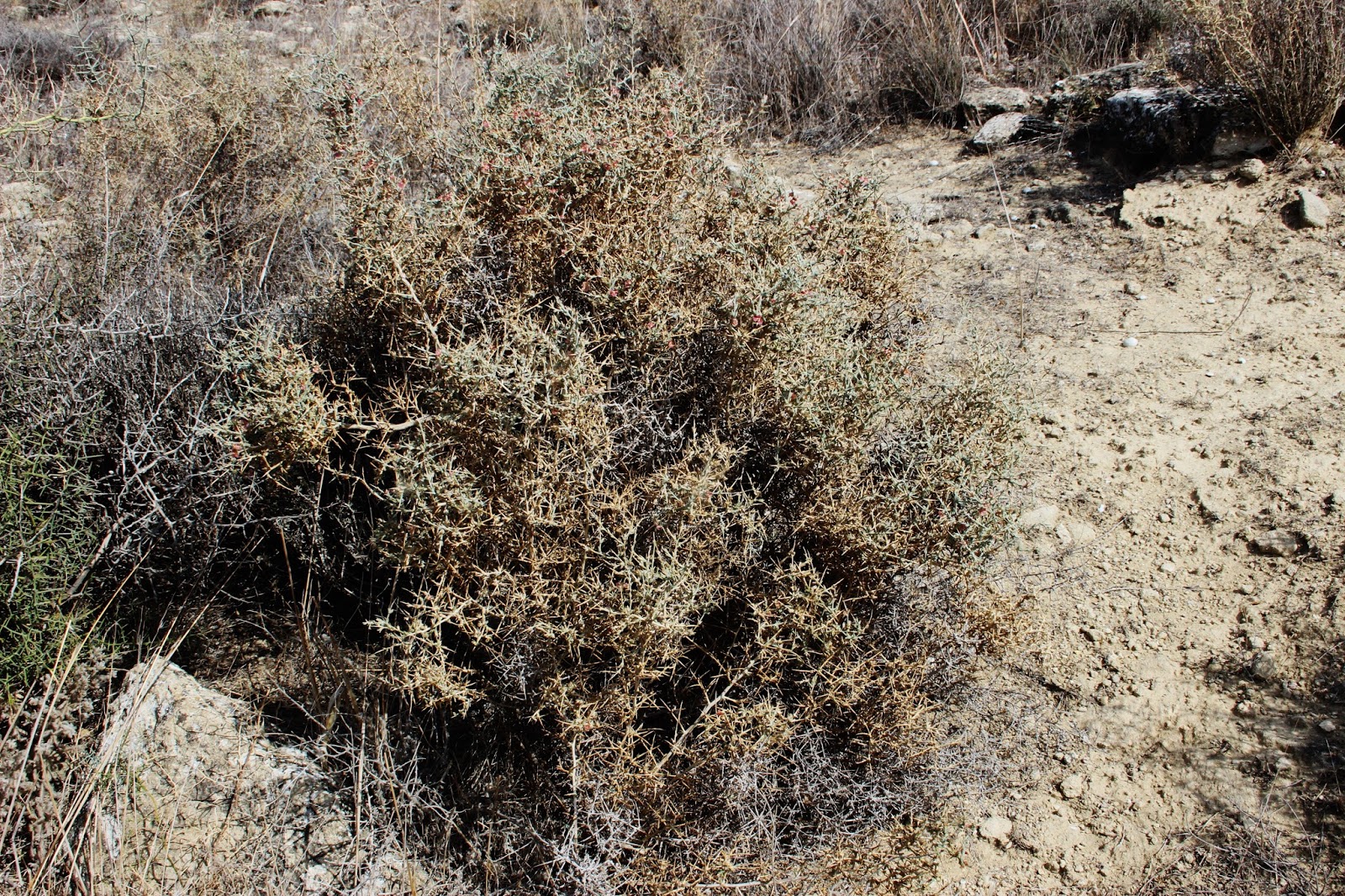 Biodiversity of Cyprus by NGO Protection of the Natural Heritage and ...