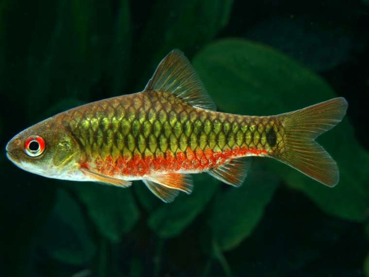 Mania de Aquário: Barbo Ouro (Puntius semifasciolatus)