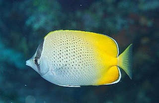 D' Ocean Aquarium: Ikan Kepe kepe (Butterfly Fish)