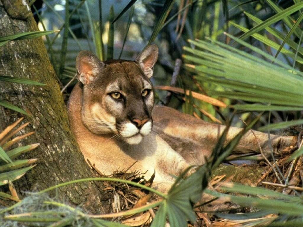 Felinos: El Puma
