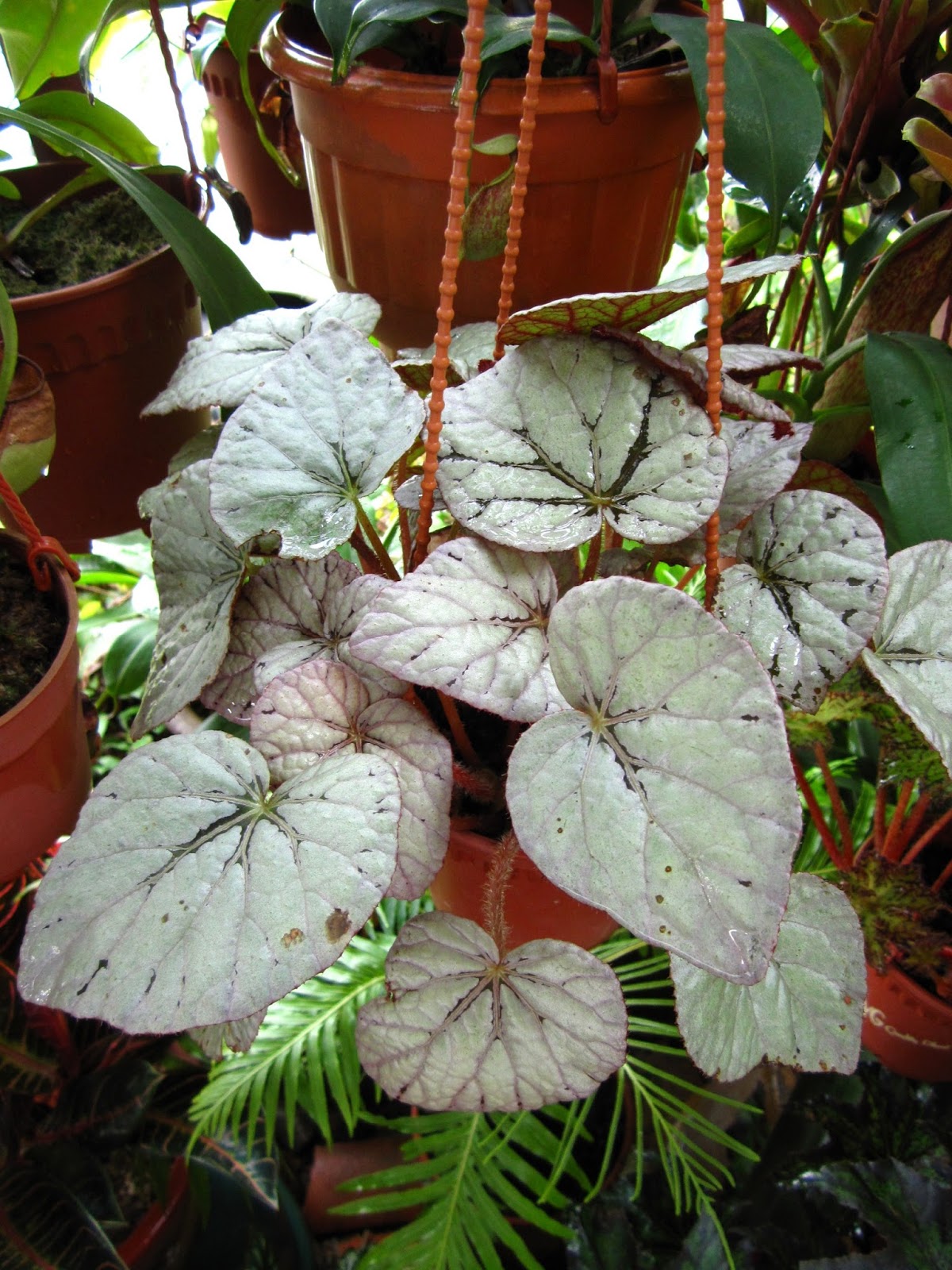Всё о бегониях и не только...: Begonia rex 'Silver Dollar'